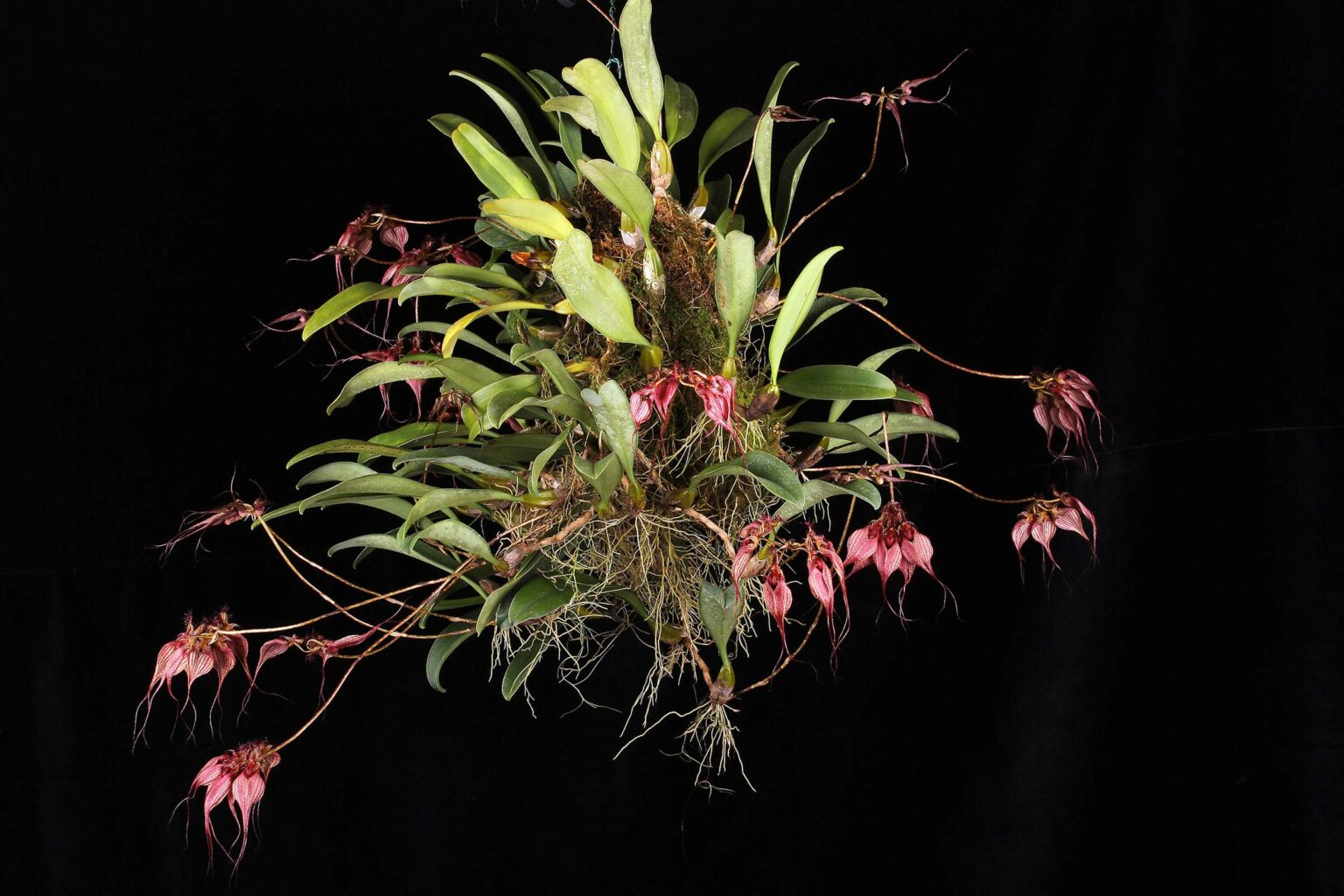 Bulbophyllum rothschildianum – Orchidee.de