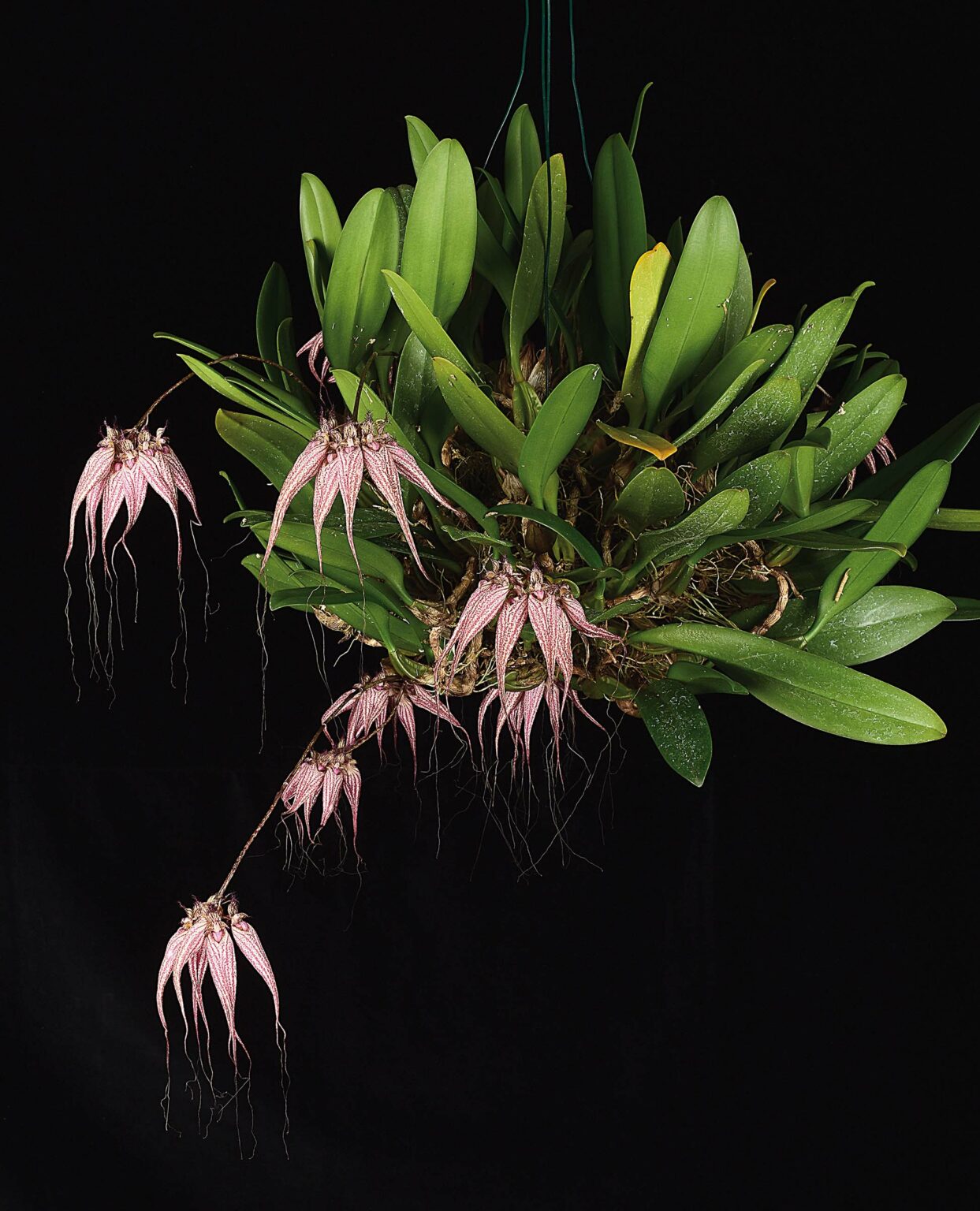 Bulbophyllum rothschildianum – Orchidee.de