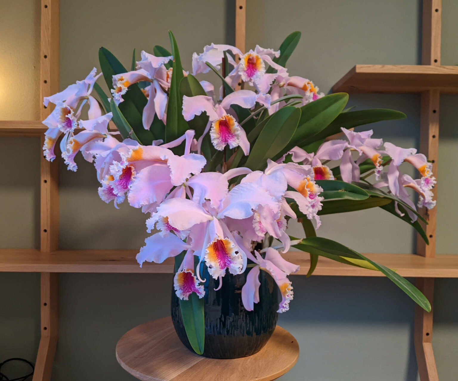 Cattleya mossiae ‘Morgenduft’ – Orchidee.de