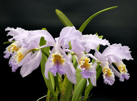 Cattleya mossiae f. coerulea ‘Blue Butterfly’ – Orchidee.de