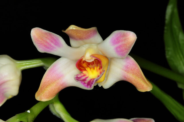 Chysis aurea var. limminghei – Orchidee.de