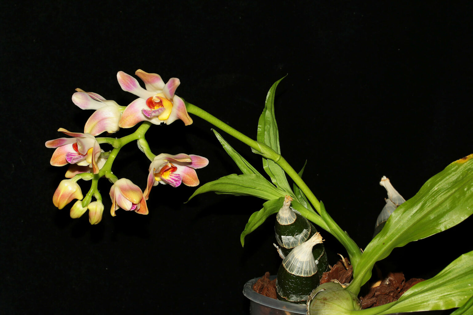 Chysis aurea var. limminghei – Orchidee.de