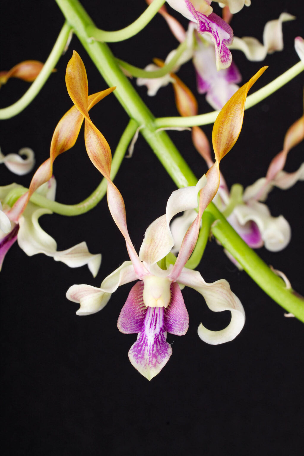 Dendrobium Jairak Helix – Orchidee.de
