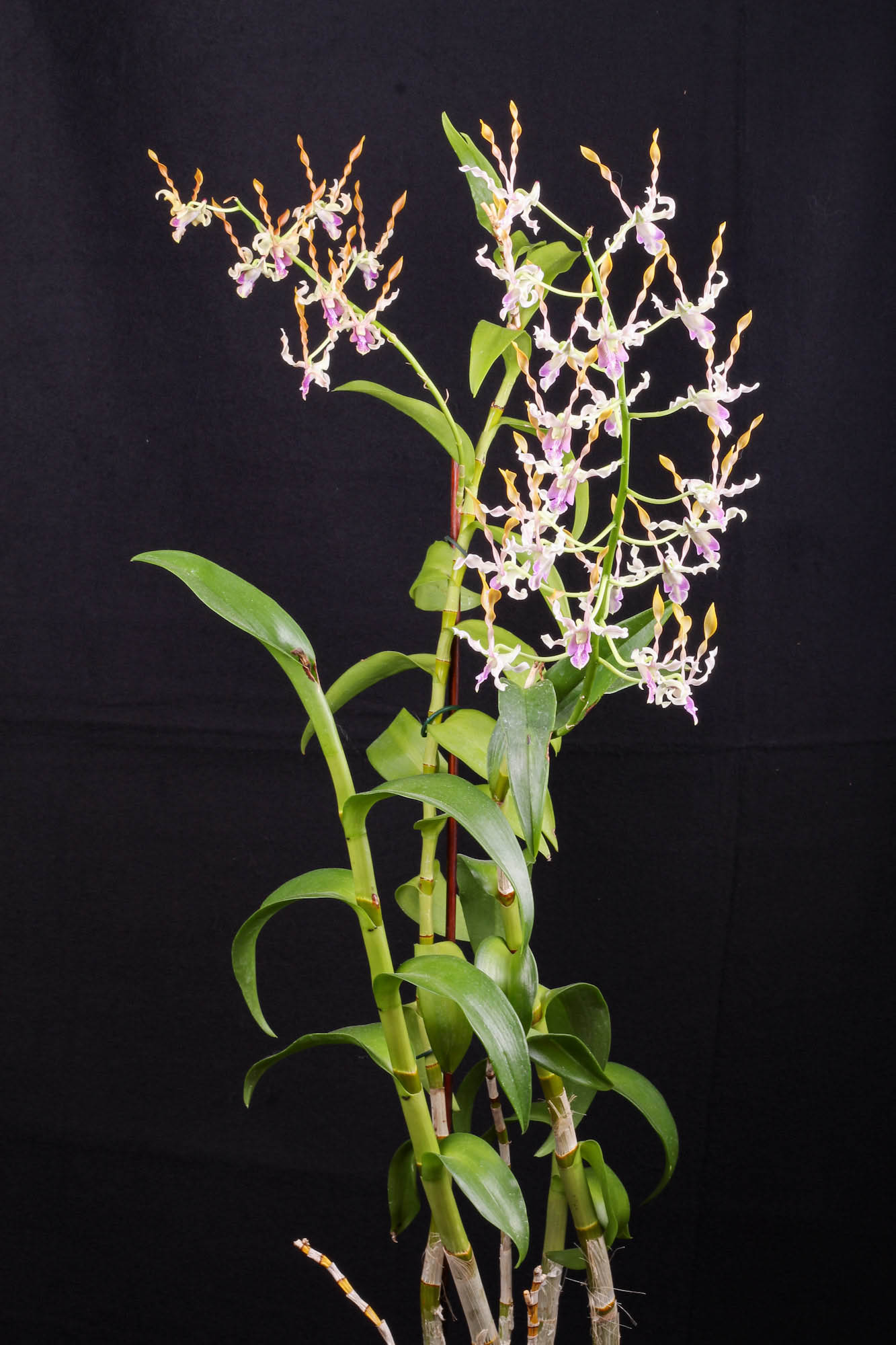Dendrobium Jairak Helix – Orchidee.de