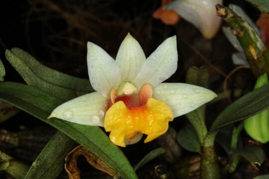 Dendrobium bellatulum – Orchidee.de