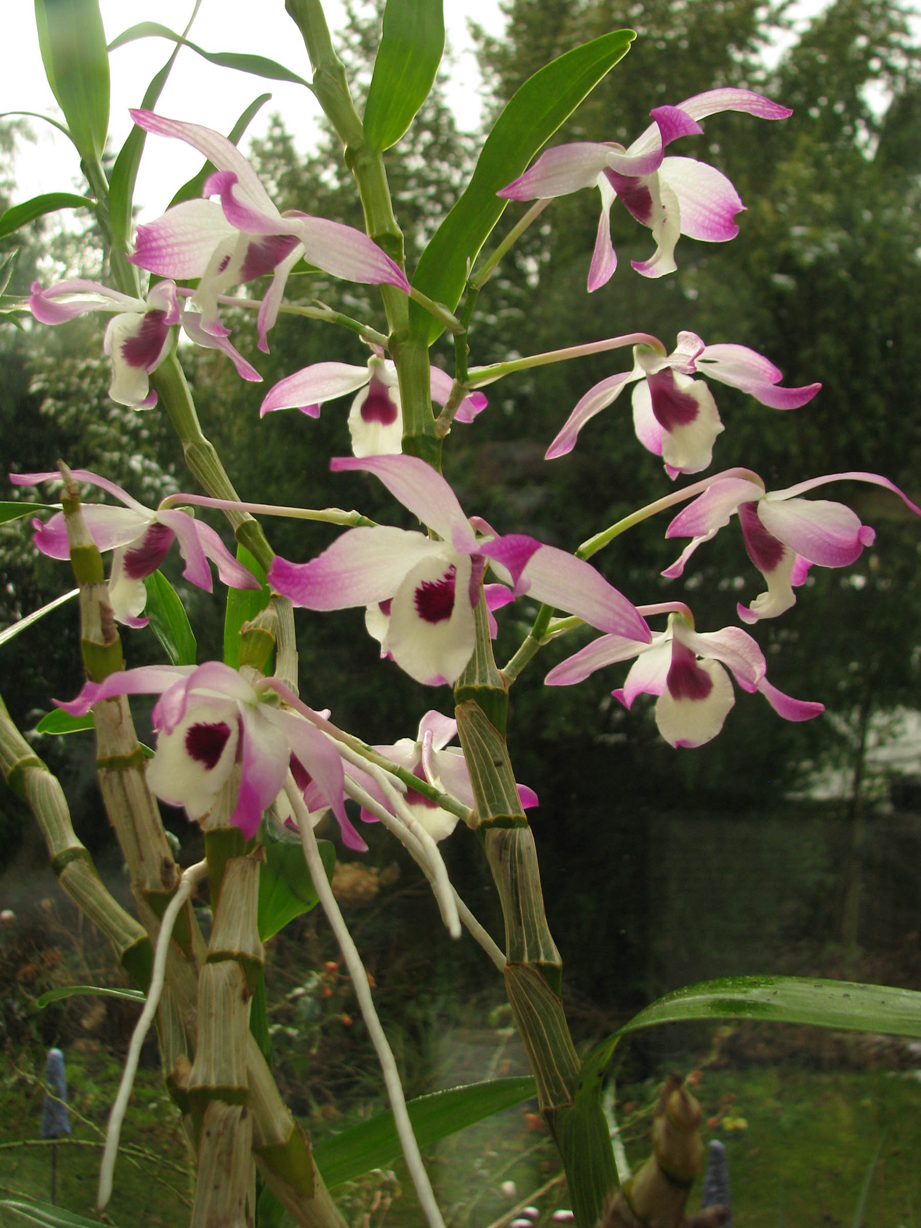 Dendrobium nobile – Orchidee.de