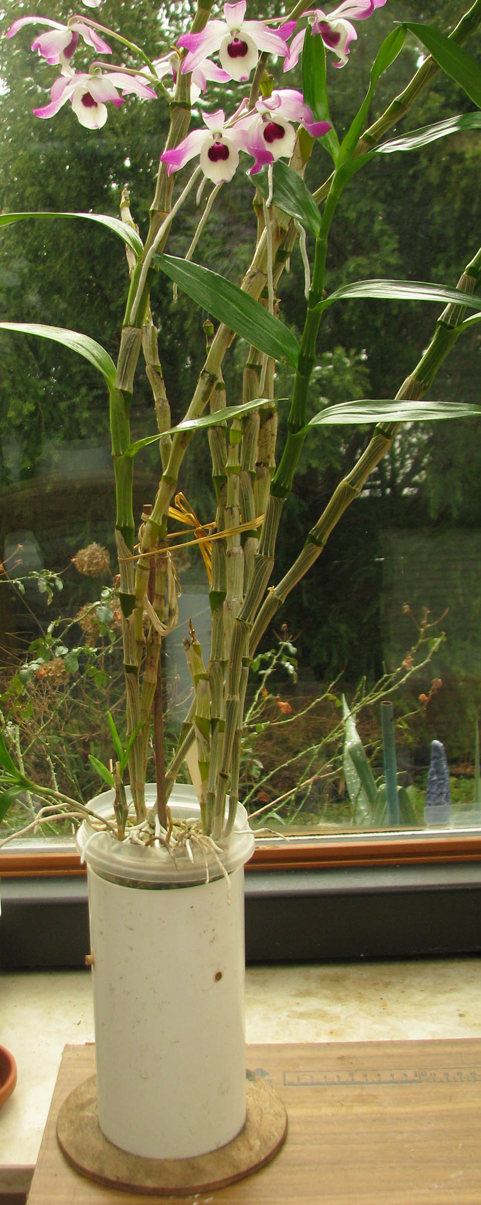 Dendrobium nobile – Orchidee.de