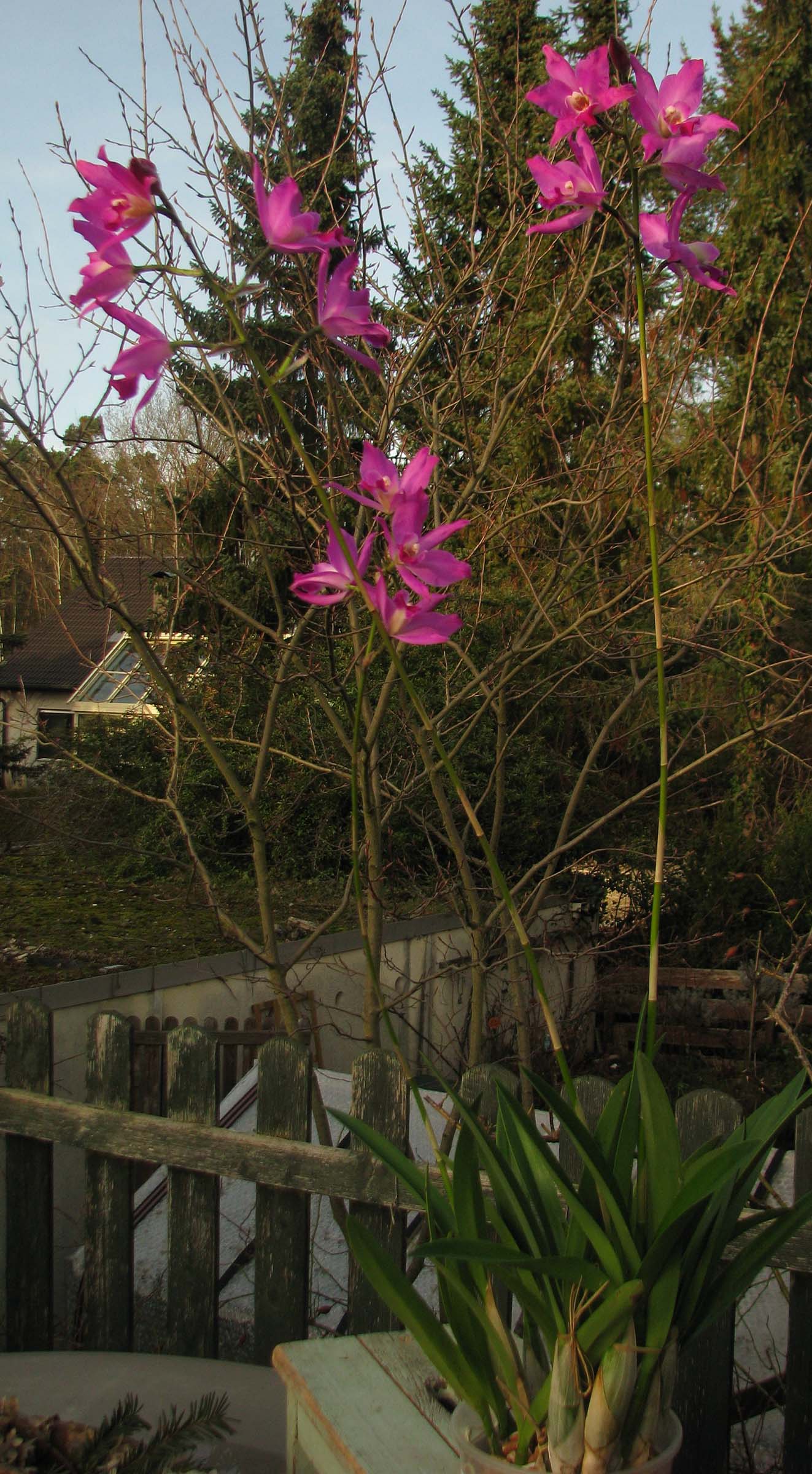 Laelia autumnalis – Orchidee.de