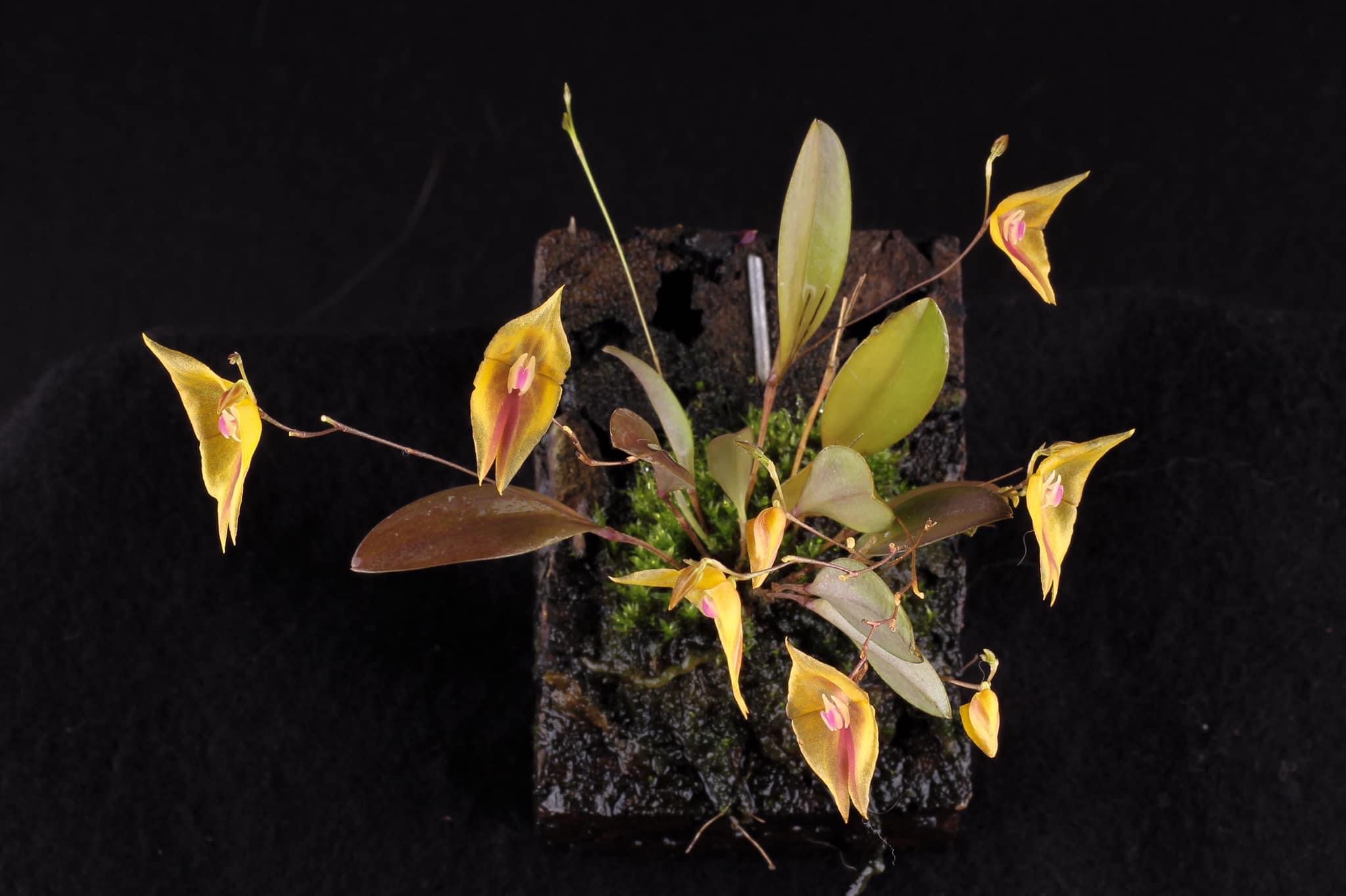 Lepanthes escobariana – Orchidee.de