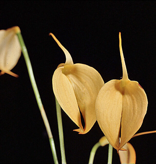 Masdevallia coccinea – Orchidee.de