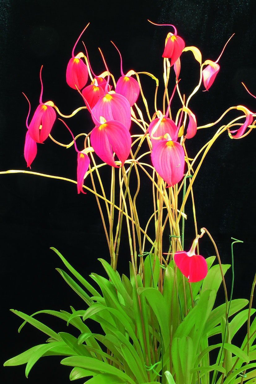 Masdevallia coccinea – Orchidee.de