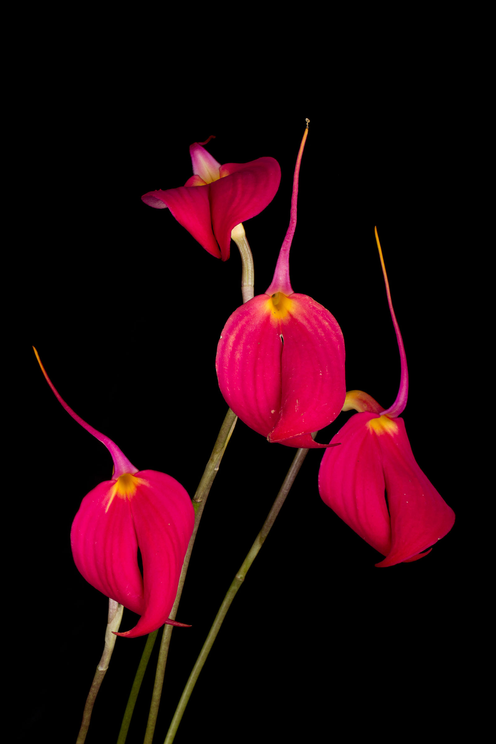 Masdevallia coccinea – Orchidee.de