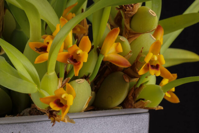 Maxillaria variabilis – Orchidee.de