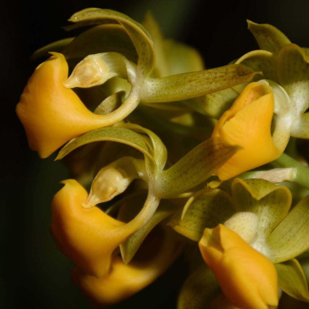 Mormodes buccinator – Orchidee.de