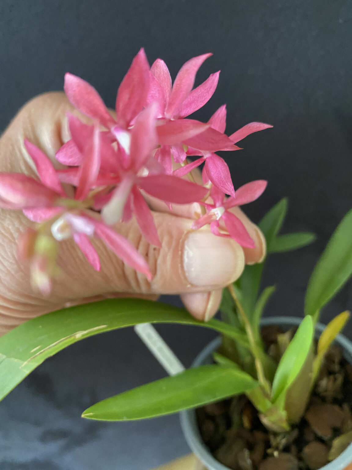 Oncidium roseoides – Orchidee.de