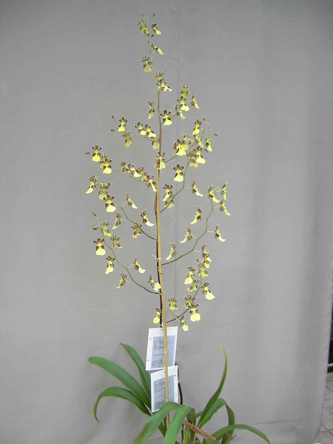 Oncidium unguiculatum – Orchidee.de