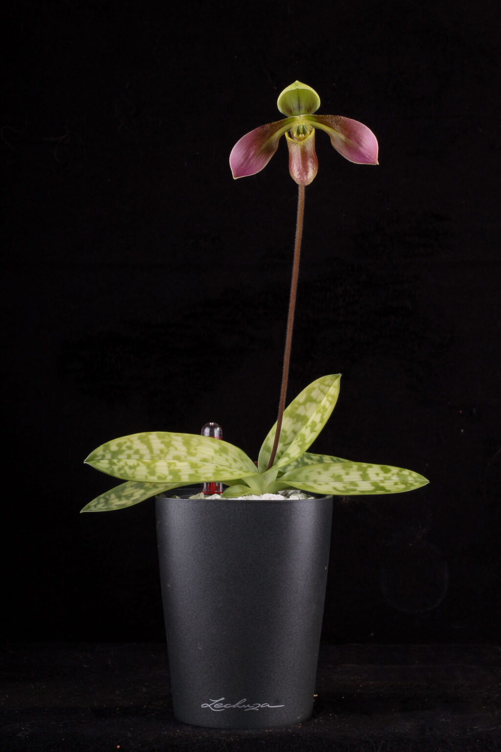 Paphiopedilum appletonianum – Orchidee.de