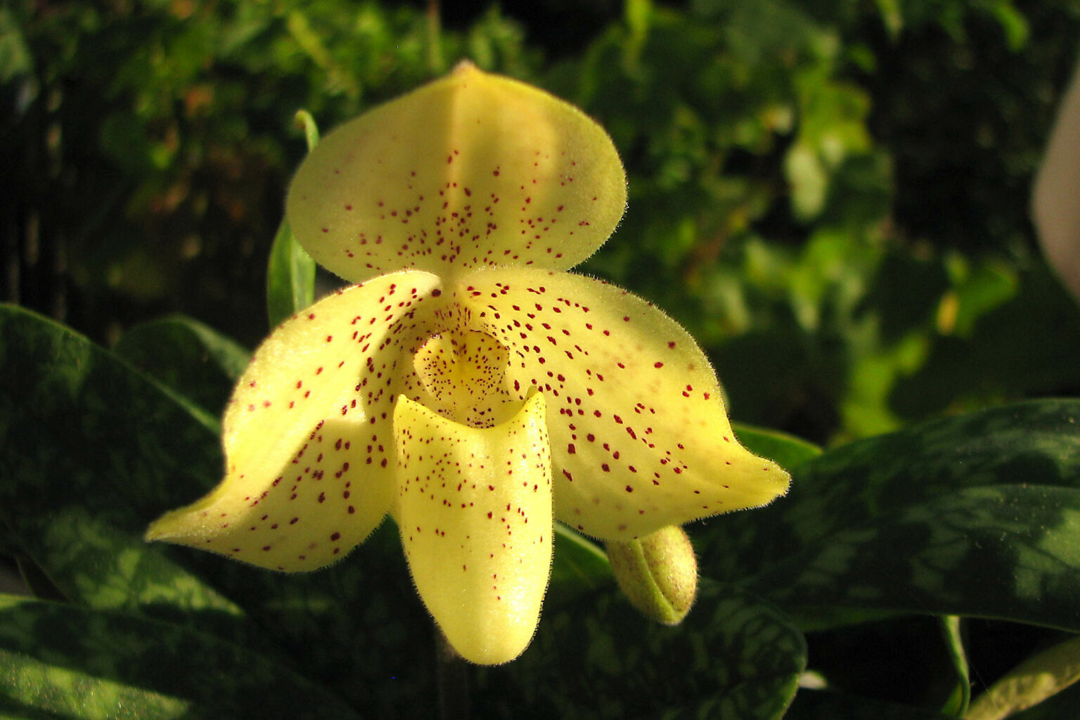 Paphiopedilum concolor – Orchidee.de