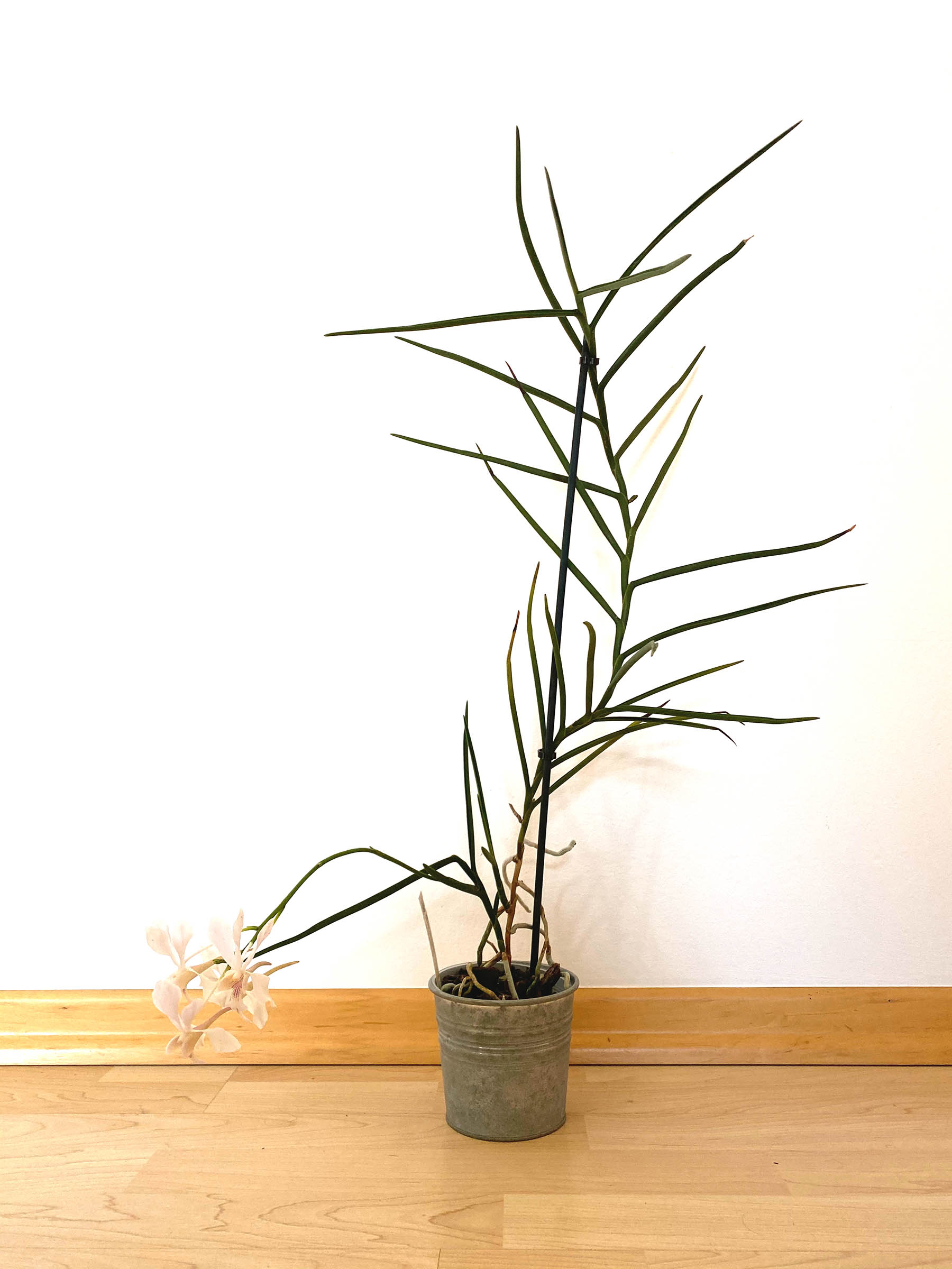 Papilionanda Pink Fairy – Orchidee.de