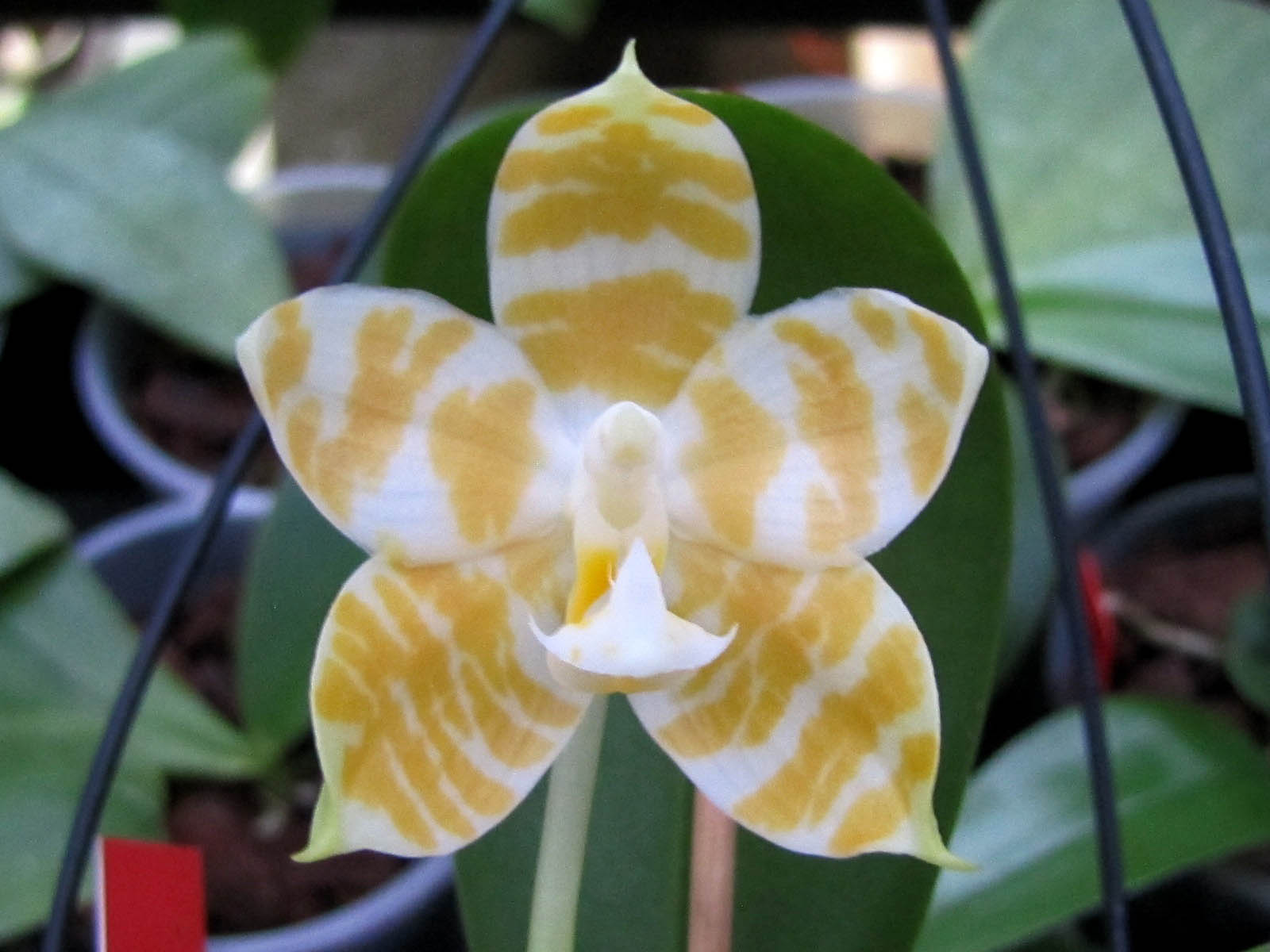 Phalaenopsis KS Super Zebra – Orchidee.de