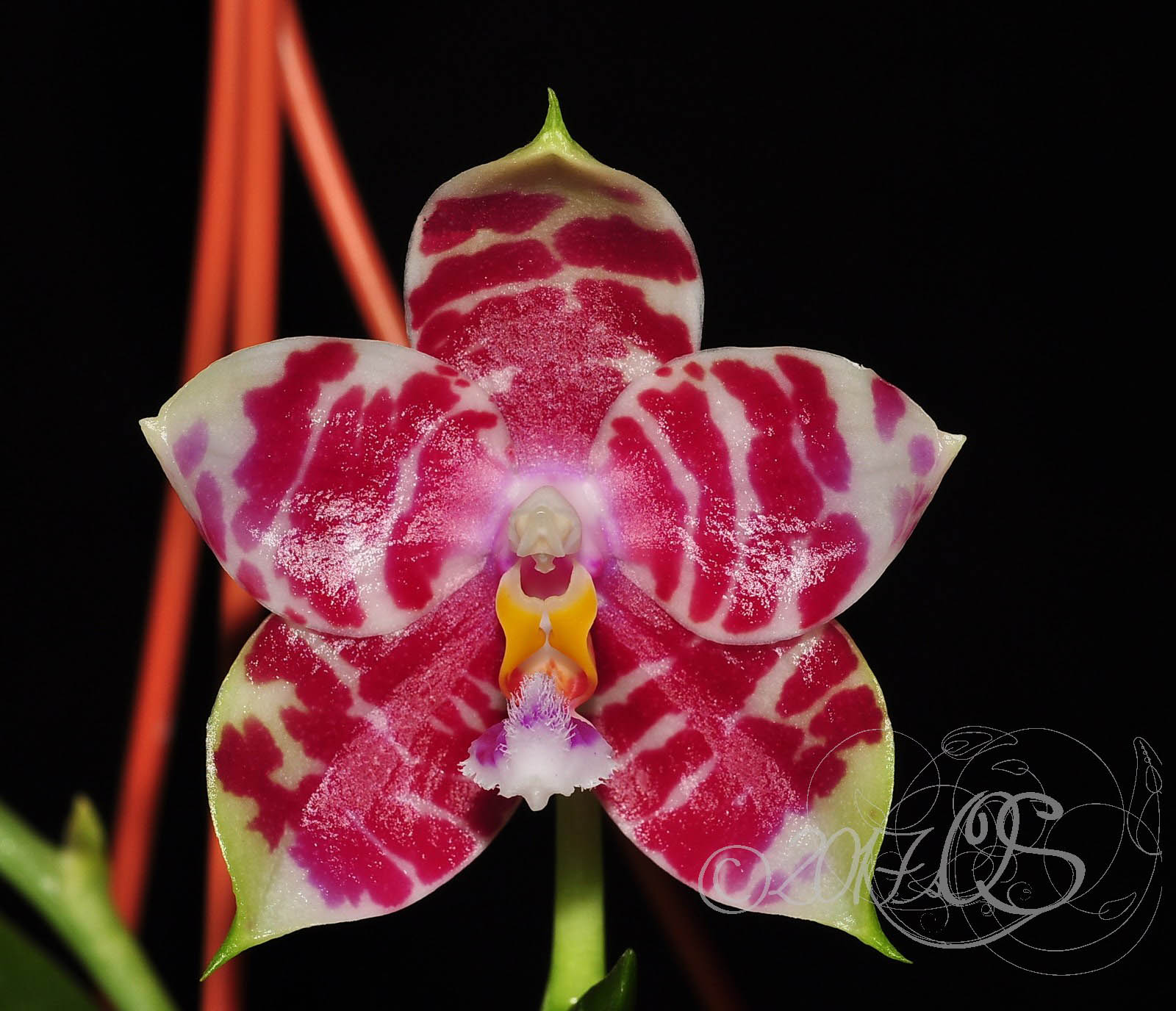 Phalaenopsis KS Super Zebra – Orchidee.de