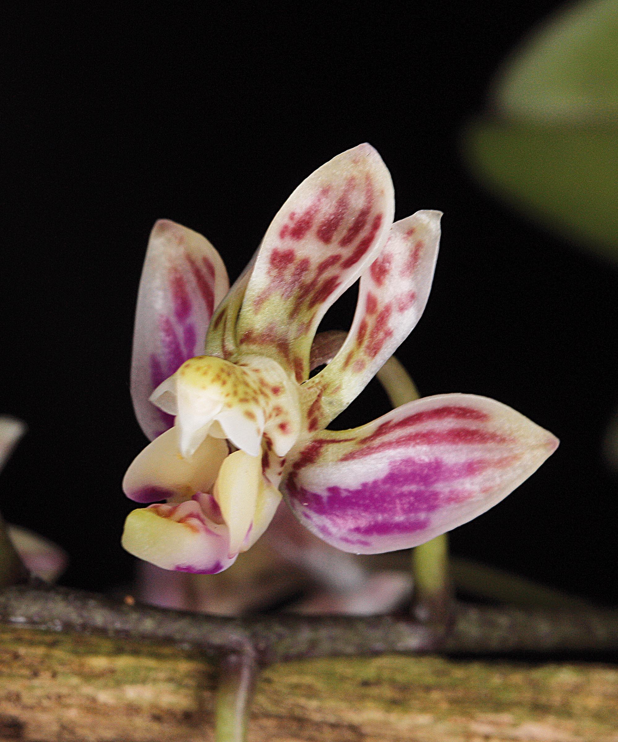 Phalaenopsis finleyi – Orchidee.de