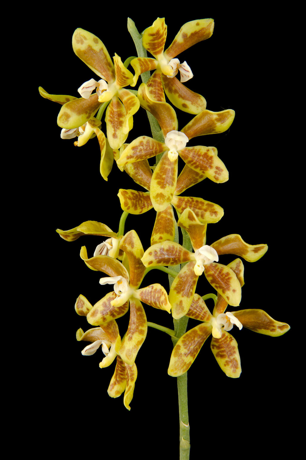 Phalaenopsis viridis – Orchidee.de