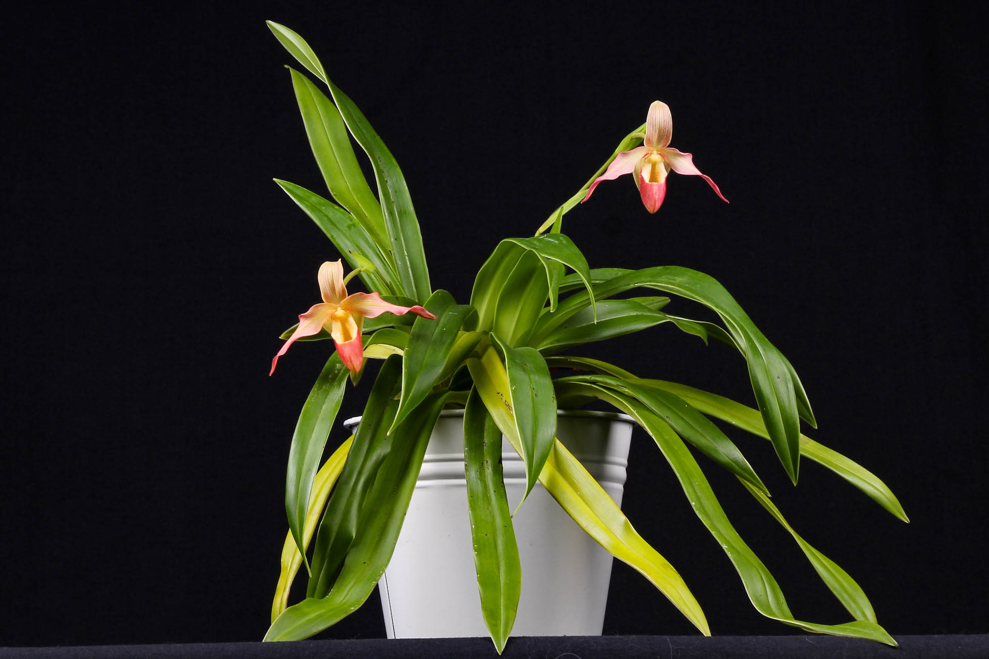Phragmipedium Mary Bess – Orchidee.de Phragmipedium Mary Bess – Orchidee.de