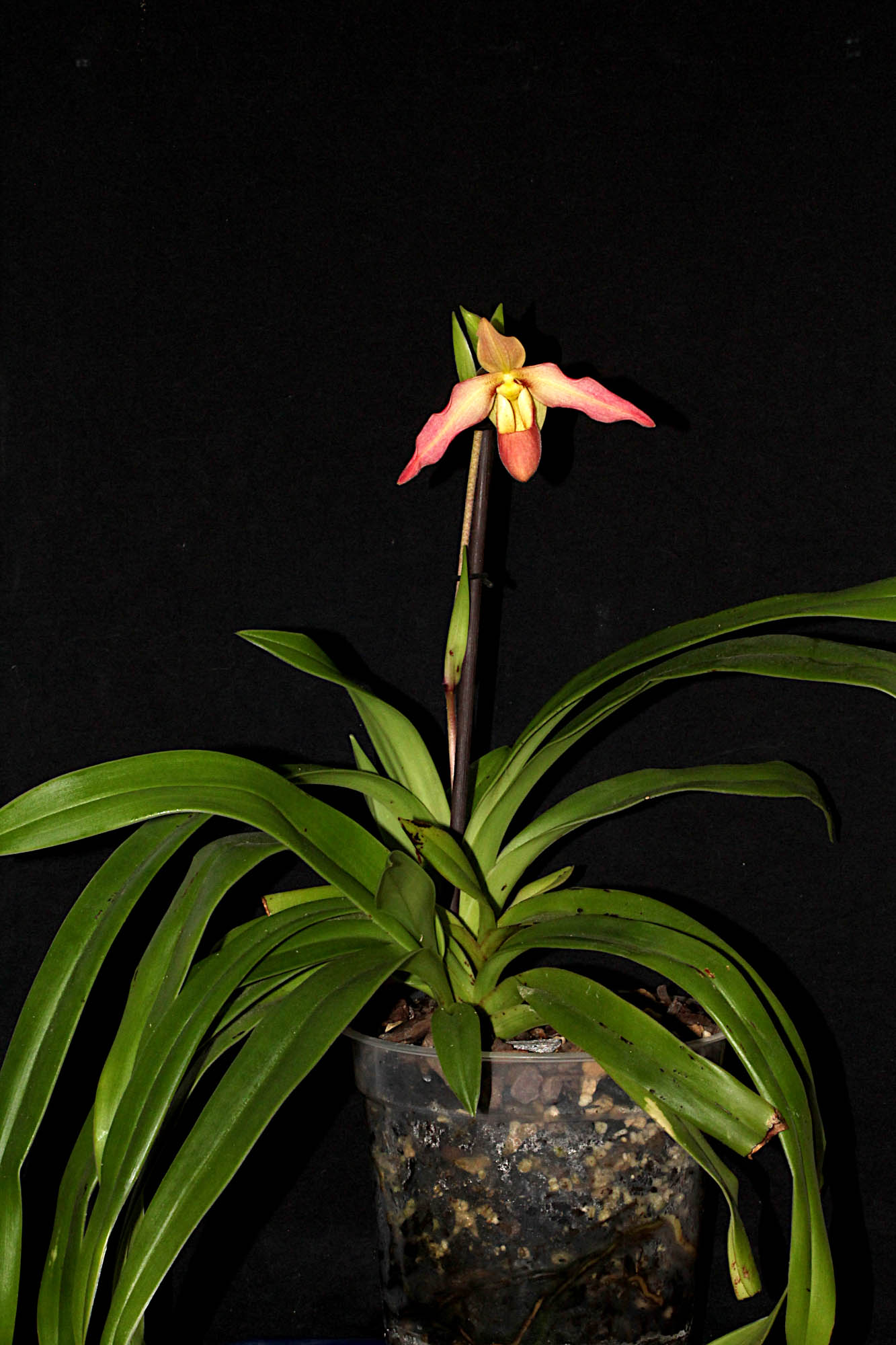 Phragmipedium Mary Bess – Orchidee.de Phragmipedium Mary Bess – Orchidee.de