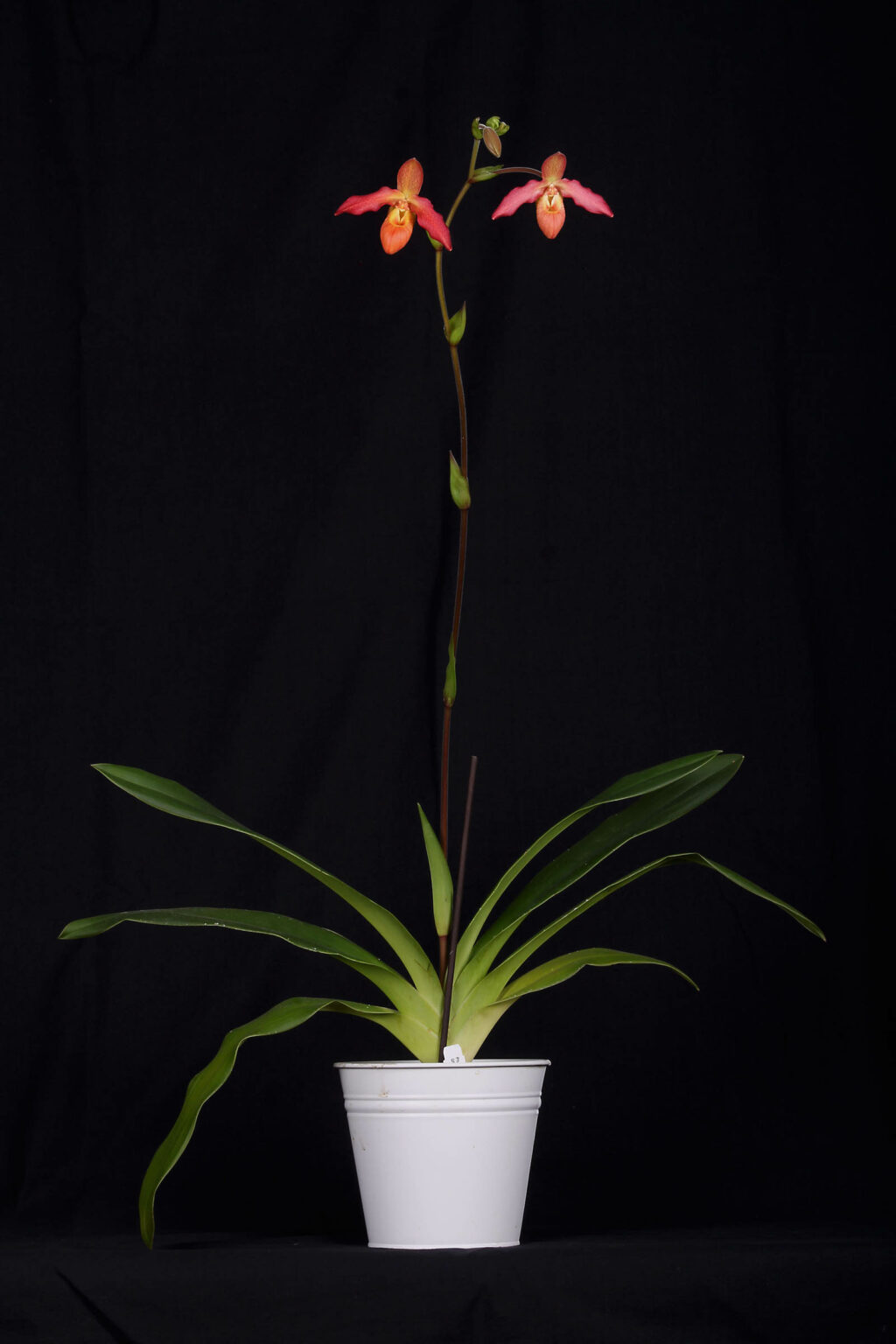 Phragmipedium QF Maria – Orchidee.de