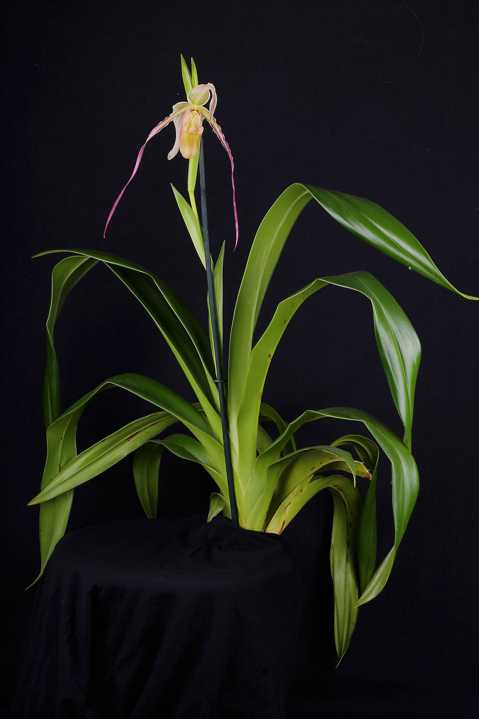 Phragmipedium Rumwall – Orchidee.de