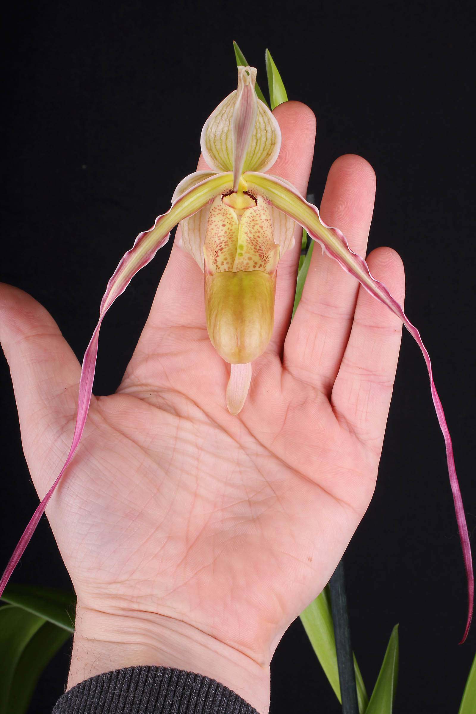 Phragmipedium Rumwall – Orchidee.de