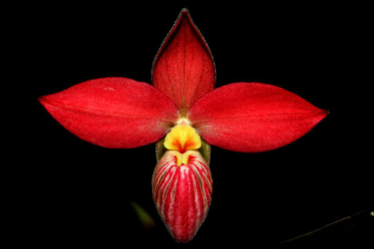 Phragmipedium Saint Ouen – Orchidee.de