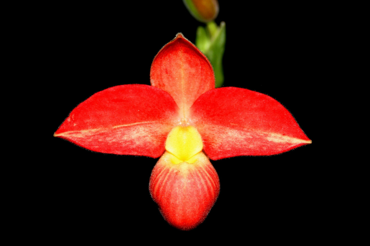 Phragmipedium Saint Ouen – Orchidee.de