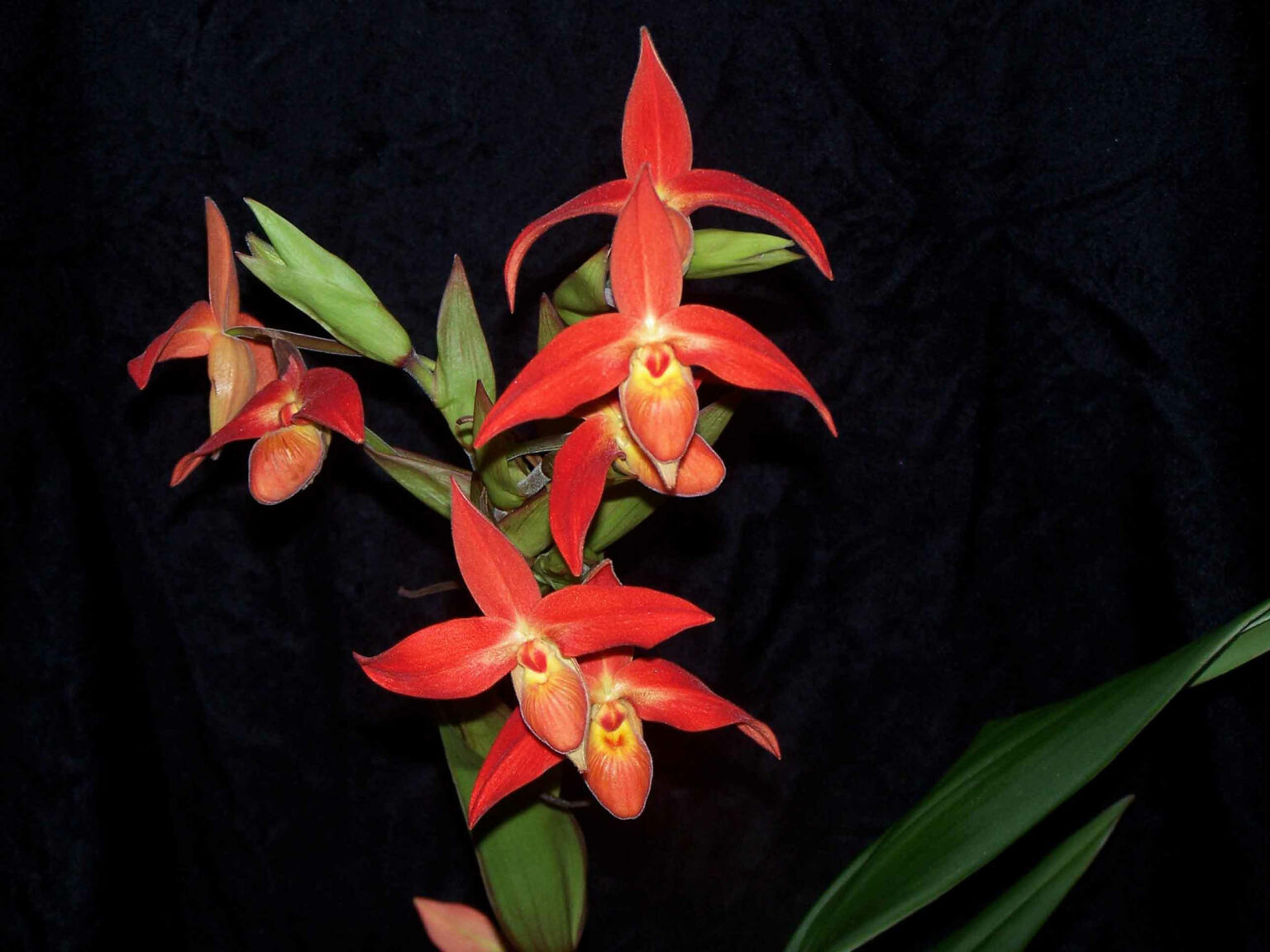 Phragmipedium dalessandroi – Orchidee.de