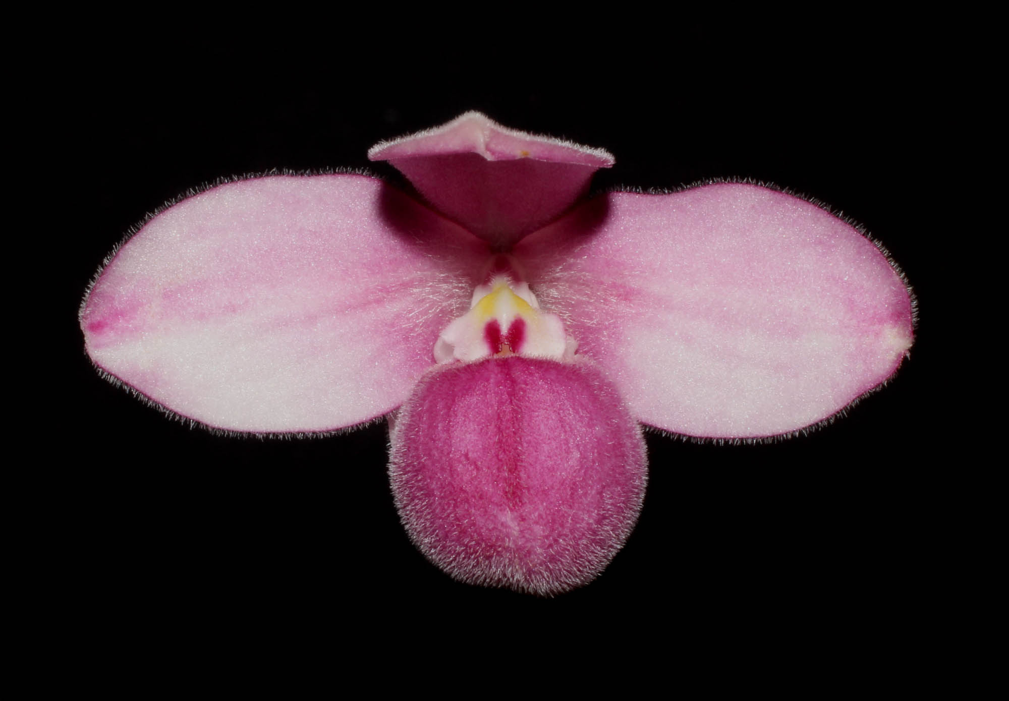 Phragmipedium fischeri – Orchidee.de