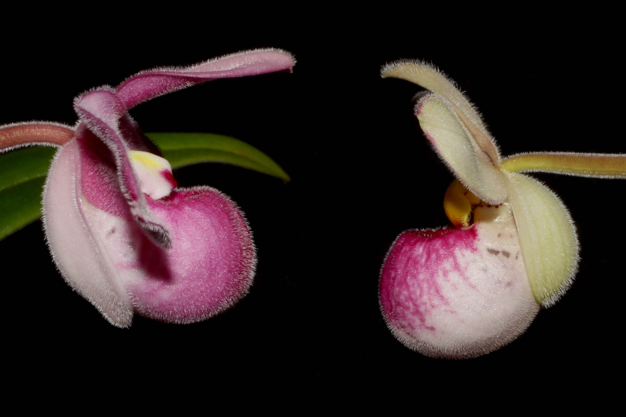 Phragmipedium fischeri – Orchidee.de