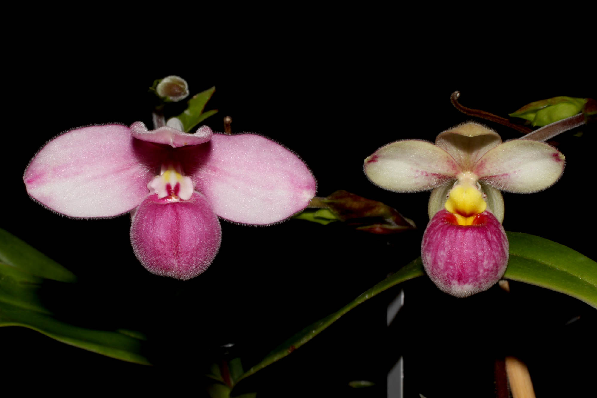 Phragmipedium fischeri – Orchidee.de