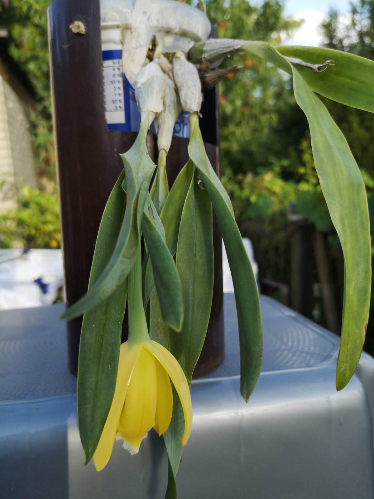 Prosthechea citrina – Orchidee.de