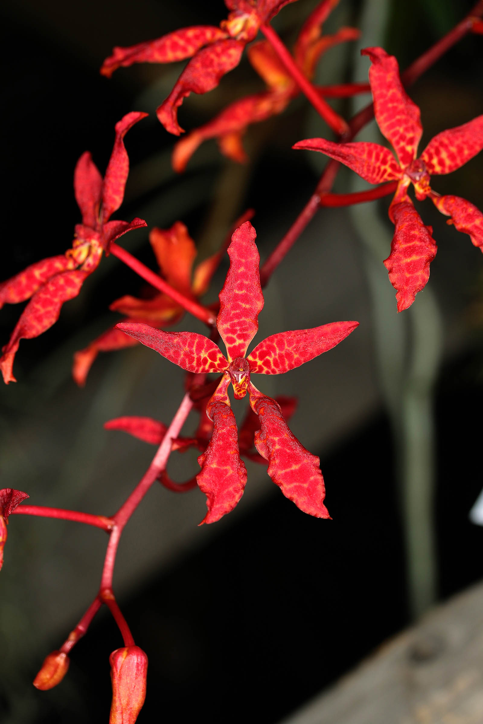 Renanthera bella – Orchidee.de