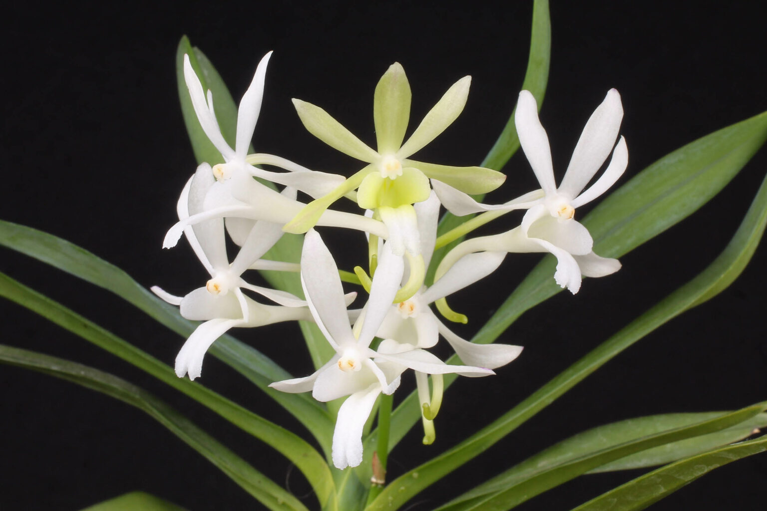 Vanda Green Light – Orchidee.de