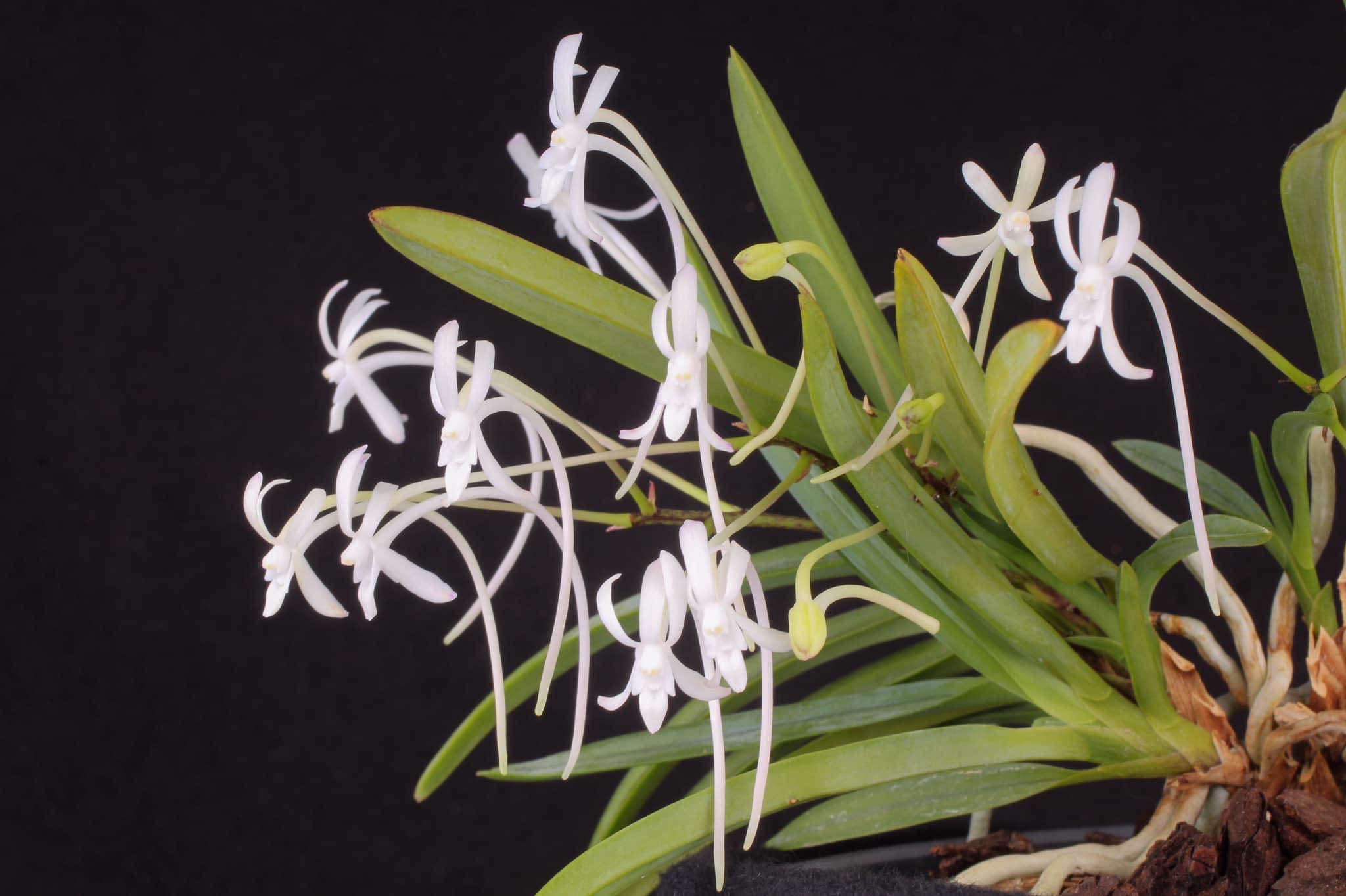 Vandachostylis Baby Angel – Orchidee.de