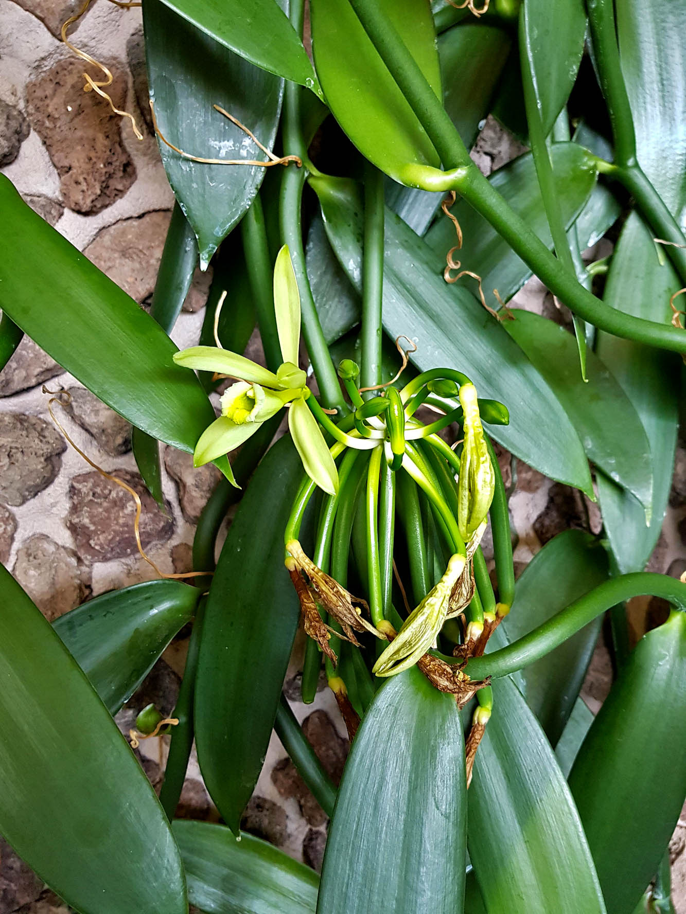 Vanilla planifolia – Orchidee.de